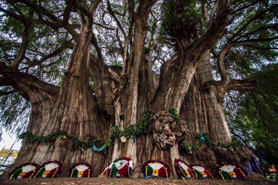 Árbol del Tule de Oaxaca 🌳 - Turismo de Oaxaca - Vive Oaxaca