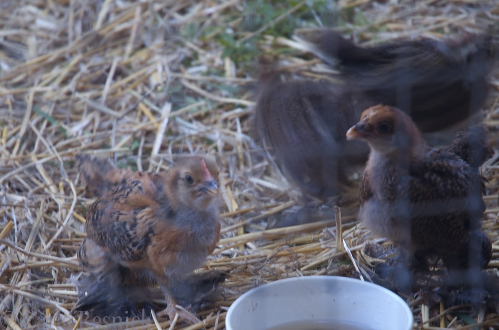 Permaculture in Northern California