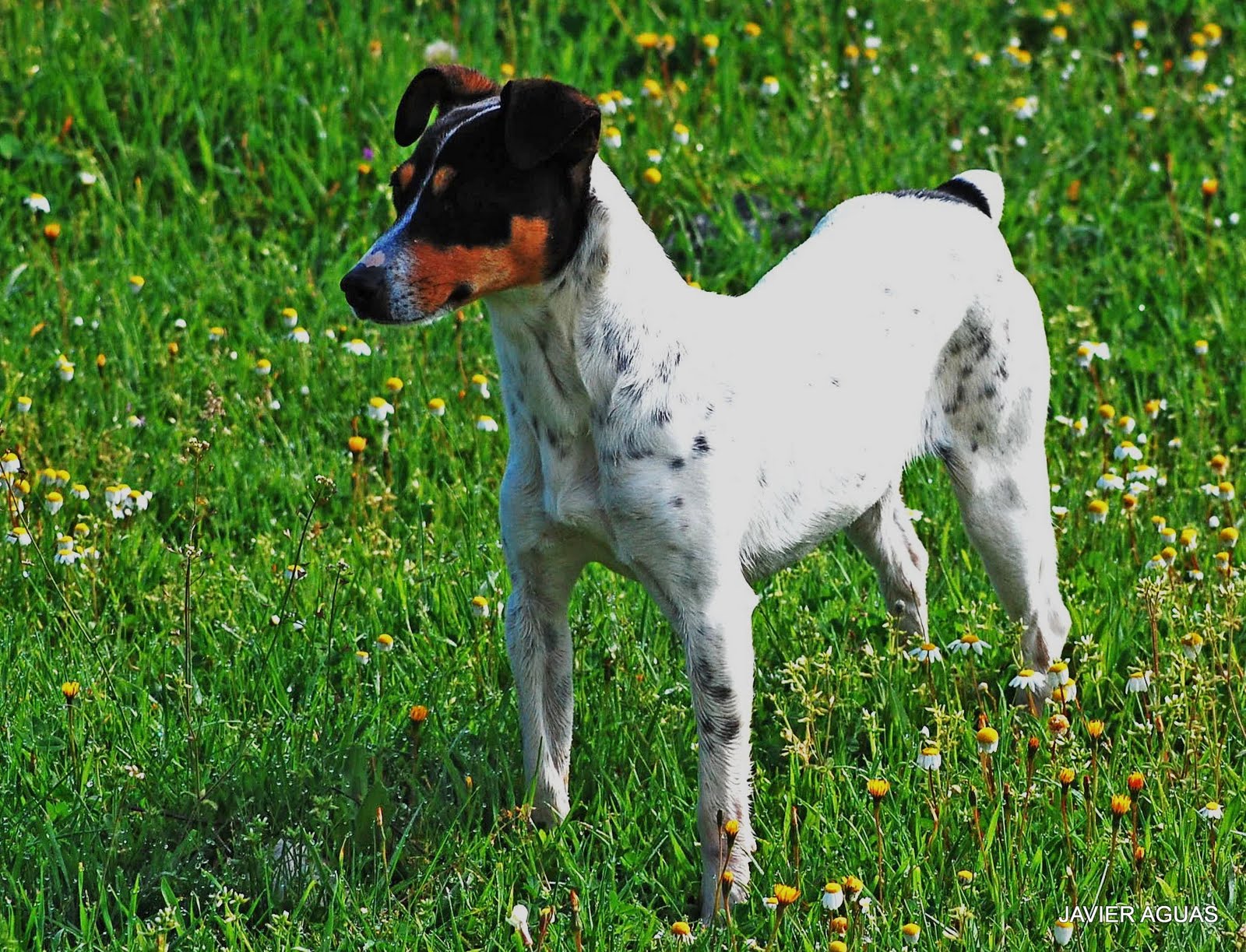 Lagartijo: BODEGUERO ANDALUZ.