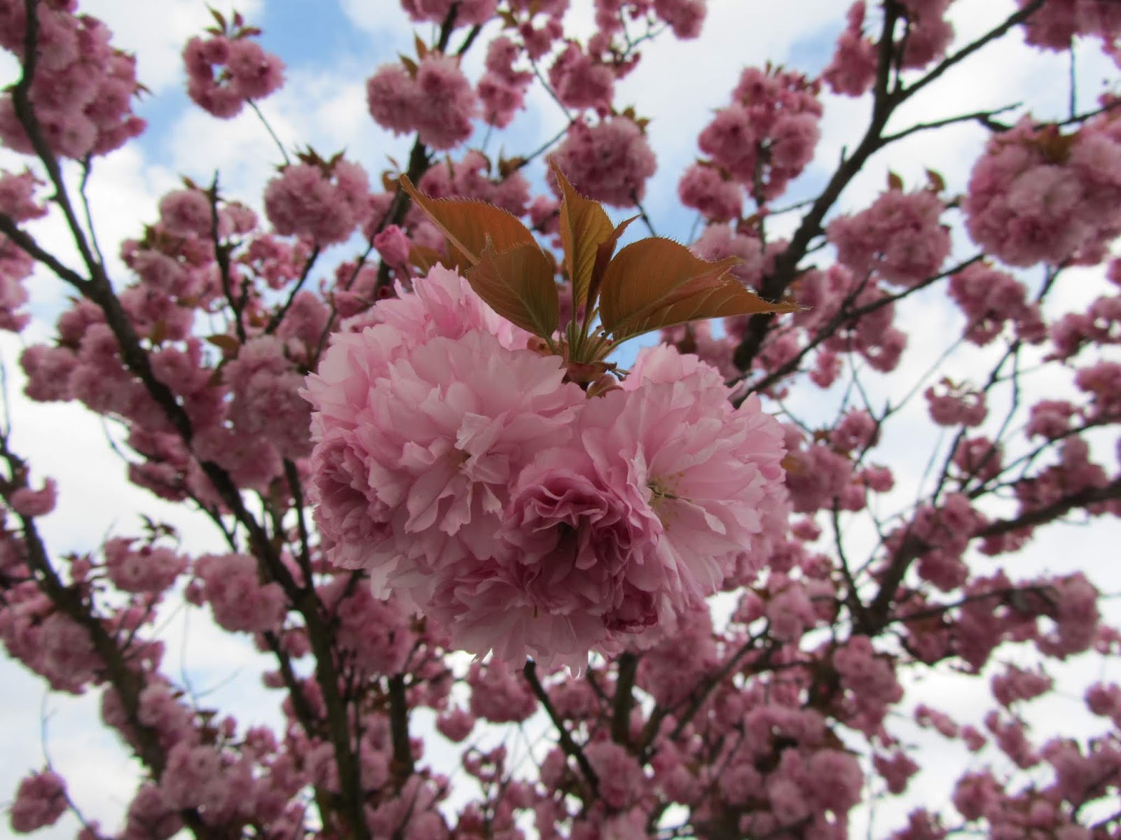 Pruno e Ciliegio da Fiore (Prunus ssp.) - Come Riconoscerli e ...