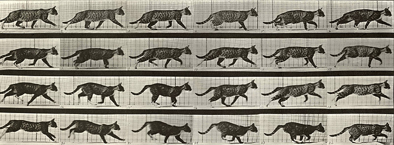 LiW6 - Advanced Skills: Eadweard Muybridge