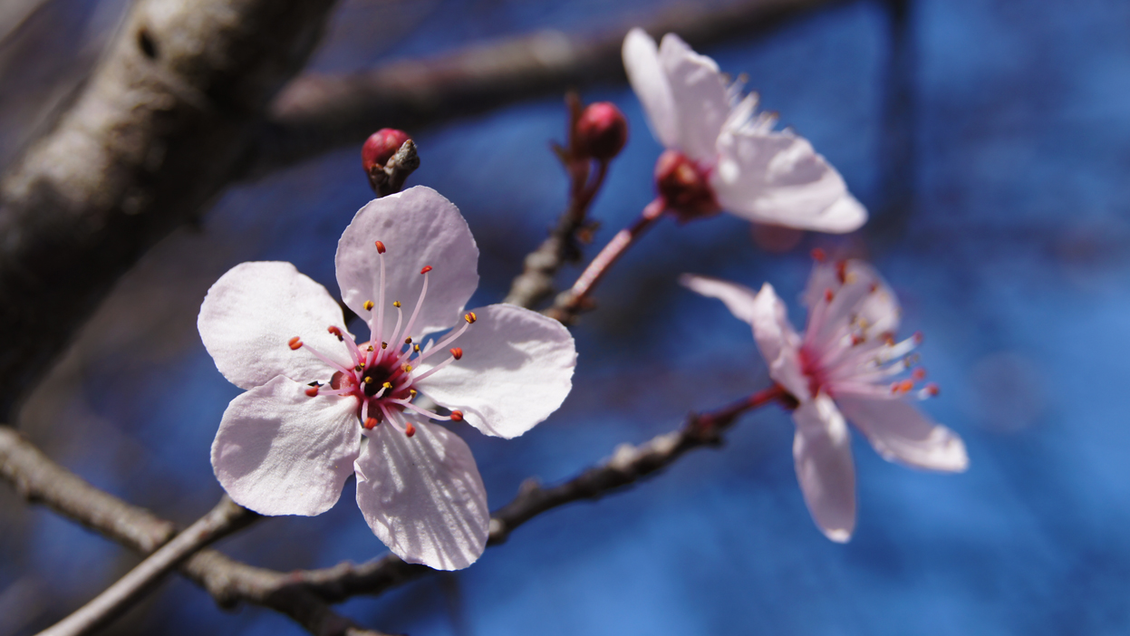 MAP: MELBOURNE SPRING SKIES & PLUM BLOSSOM