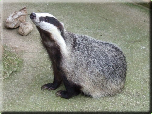 Mirada Salvaje: Mamíferos