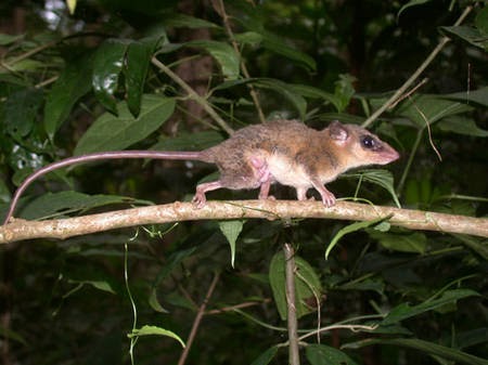 Variety of Life: Marmosa