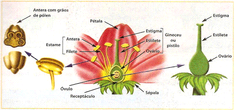 Angiospermas: janeiro 2013