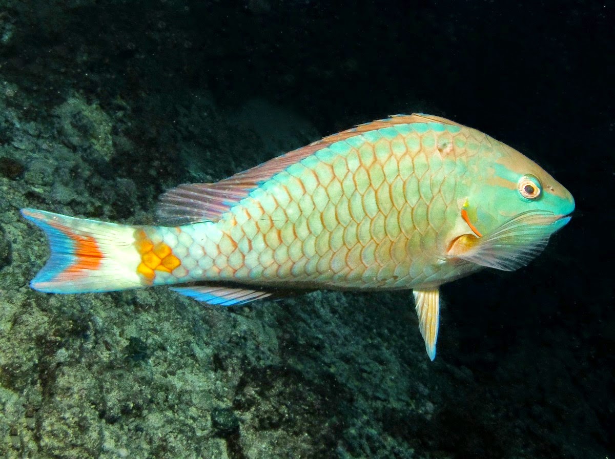 PARROTFISH photos - wallpapers (ανανεωμένο) | the fun bank