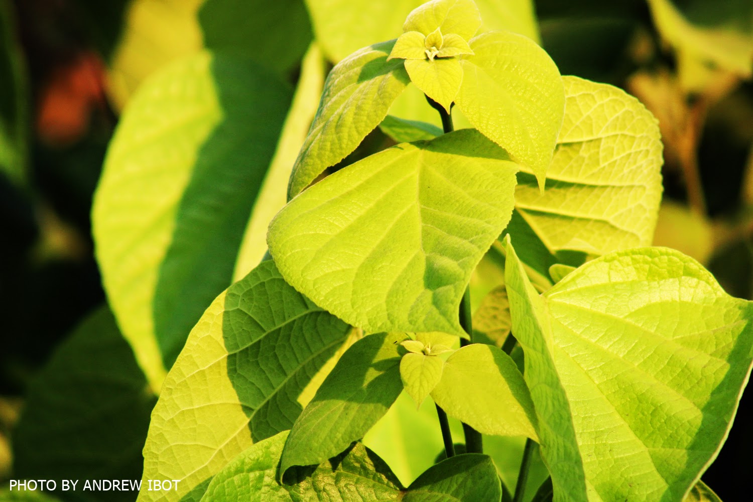 Ako si ANDREW IBOT!: Alagaw (Premna Odorata Blanco)