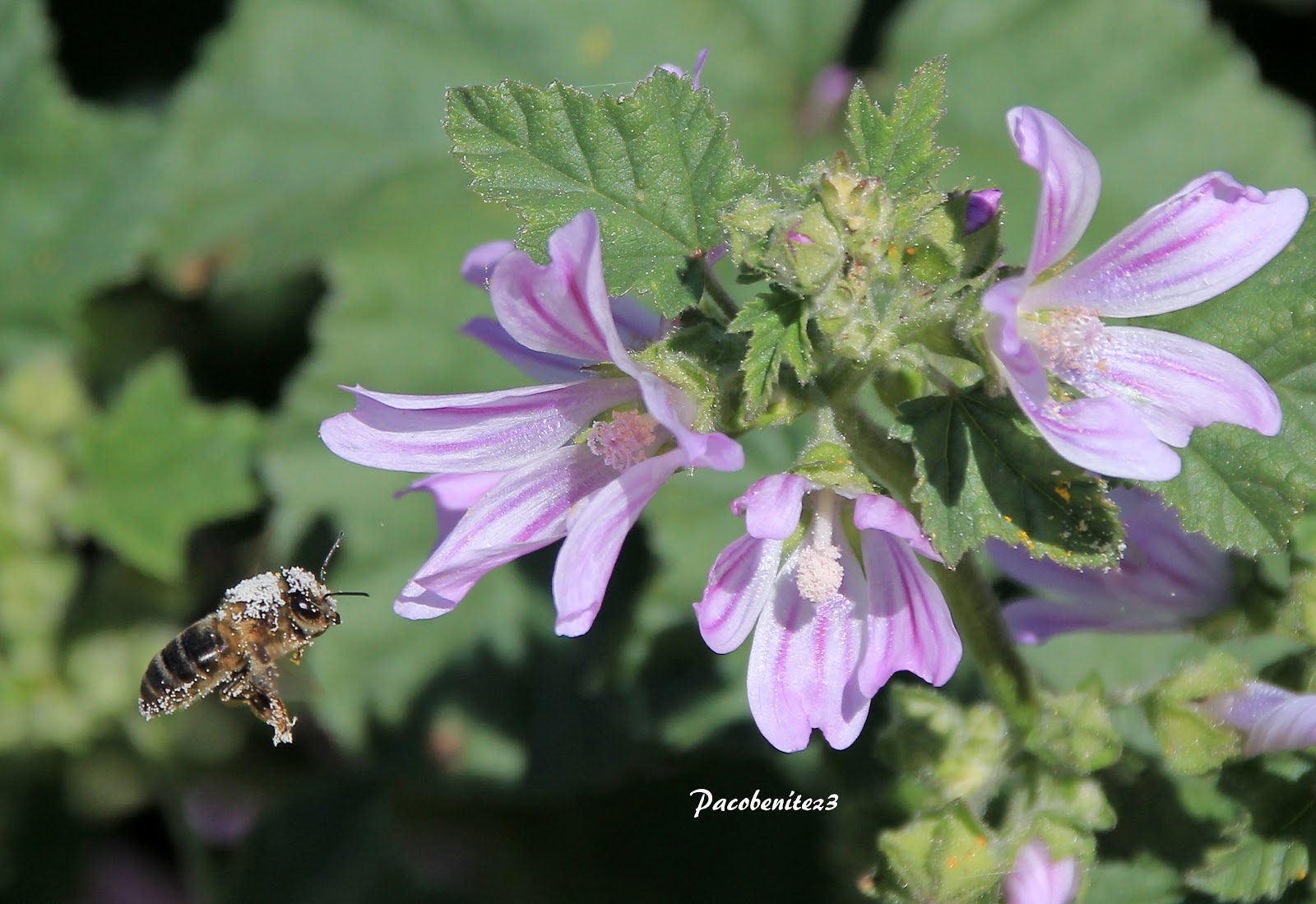 El Blog de Paco Benítez3