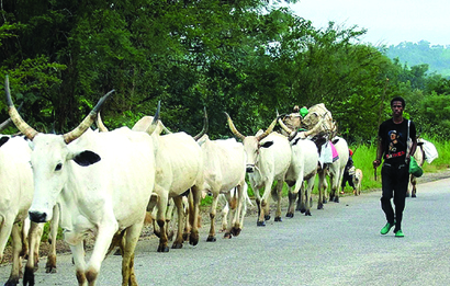 Police recover 82 stolen cows in Sokoto - Latest Nigeria News. Nigerian ...
