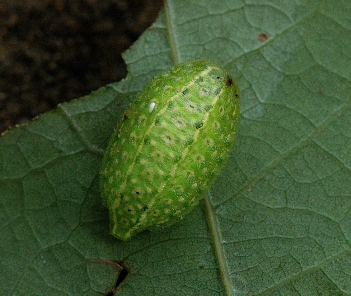 Field Biology in Southeastern Ohio: Stinging Slug Caterpillars, OUCH!!