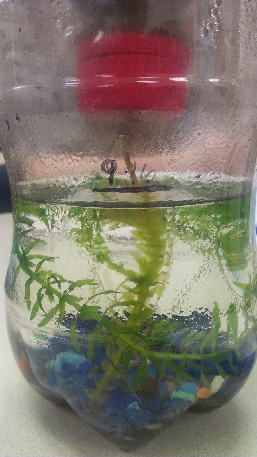 Ecosystem in a Bottle