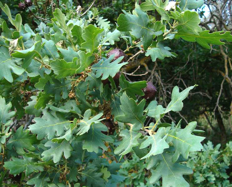 Herbalkart | The Online Herbal Store: Majuphal - Masikkai