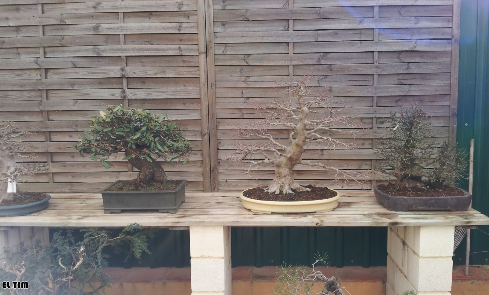 El Tim Bonsai: MEDIBONSAI, el increíble mundo de German