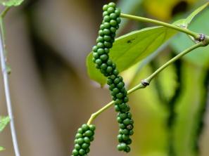 Mengenal Tanaman Merica | ANEKA TANAMAN KEBUN
