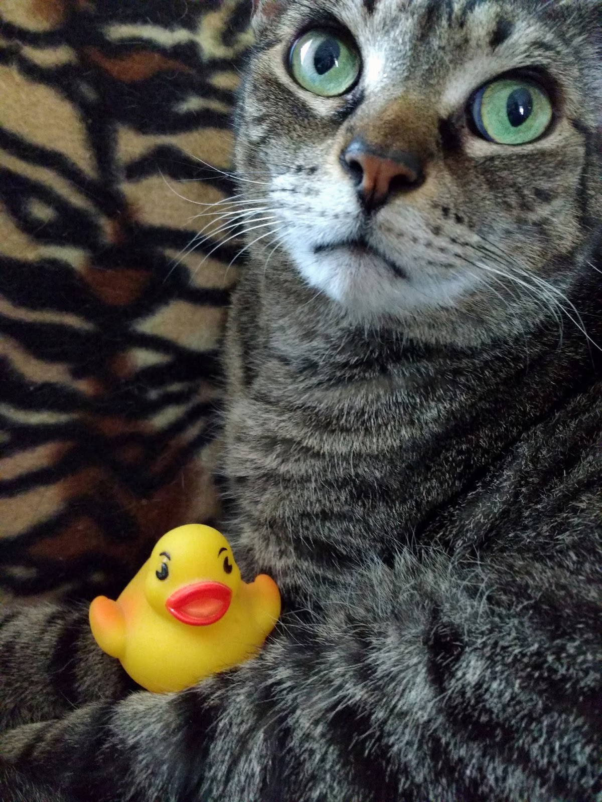 Cats of Wildcat Woods: Happy Rubber Ducky Day - Jan. 13
