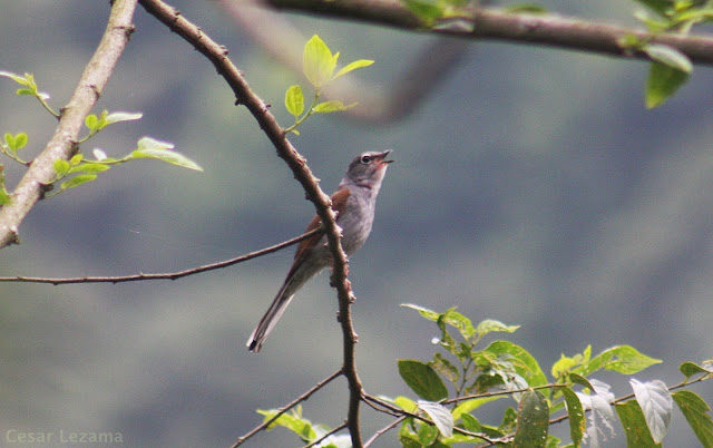 Aves de la región de Huatusco: CLARIN JILGUERO (Brown-backed Solitaire)