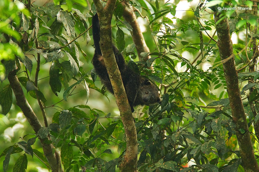 myrna ..: Binturong ...
