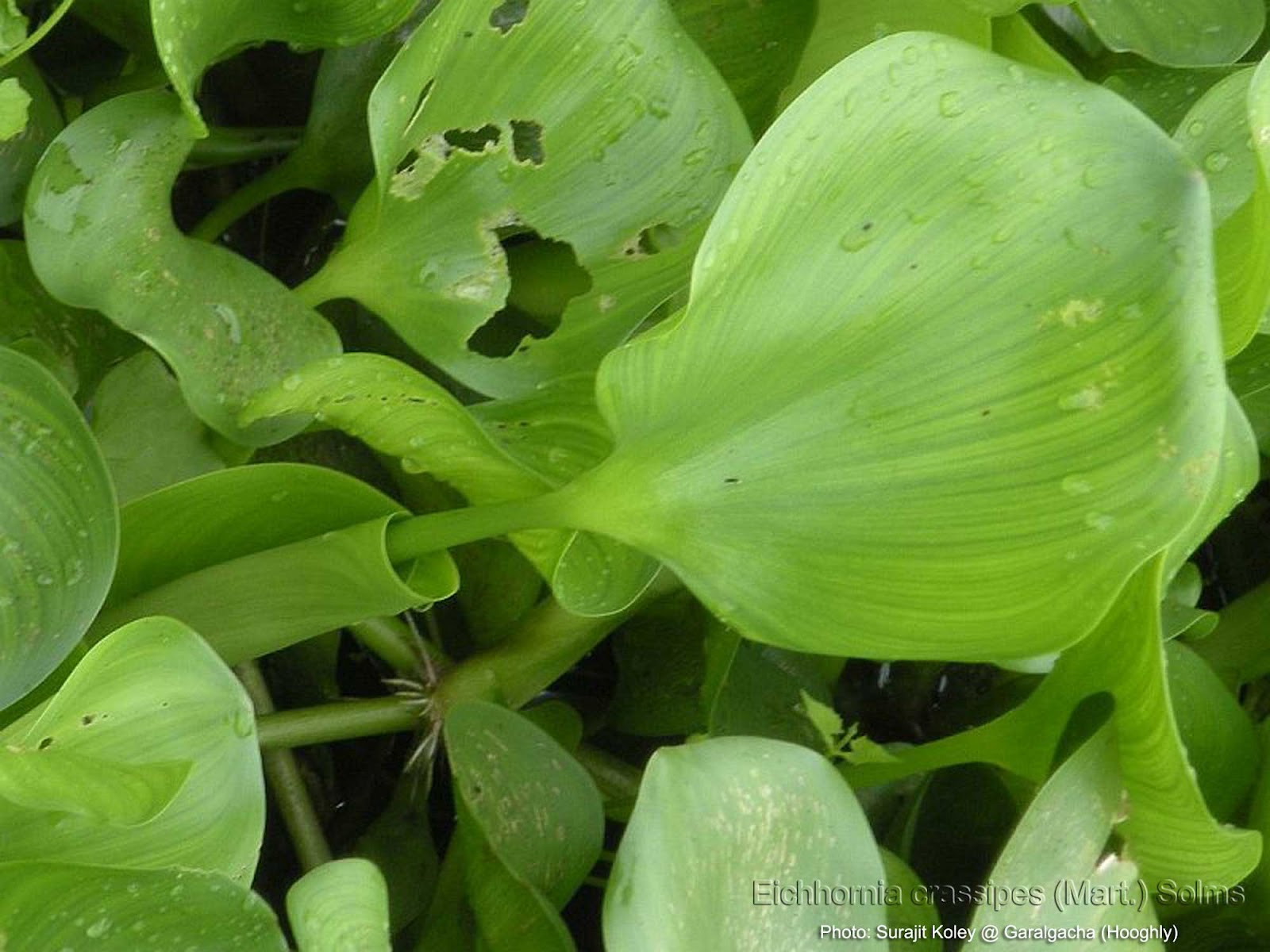Medicinal Plants: Eichhornia crassipes Water hyacinth Kochuri Pana ...