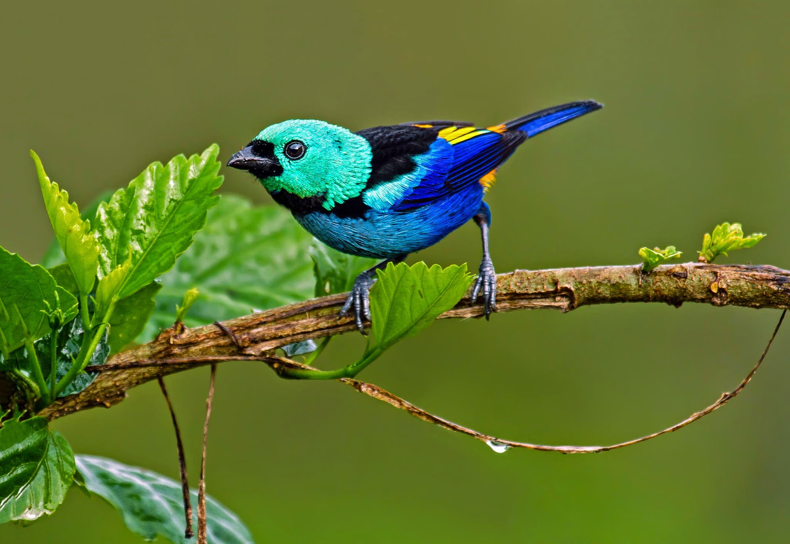 Sociolatte: Seven-colored Tanager by Thiago T. Silva