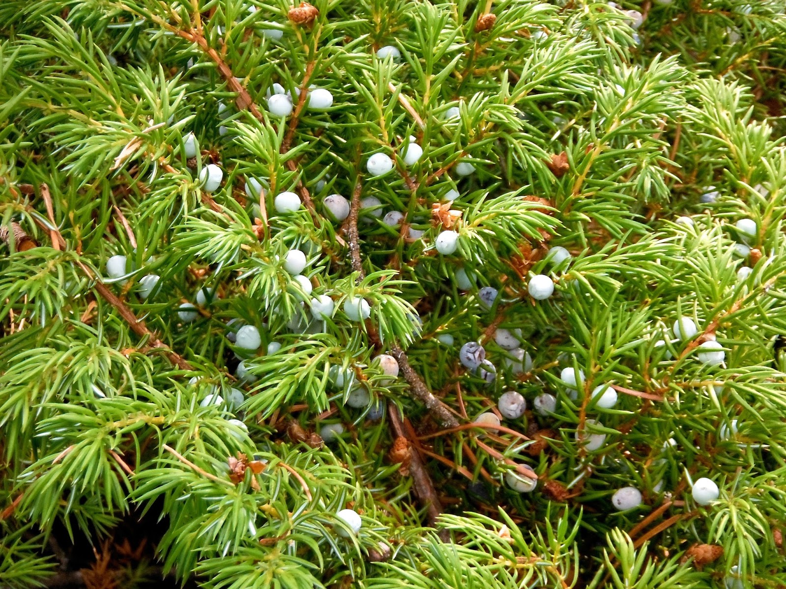 Walking Calgary: The Sound of Silence - Almost