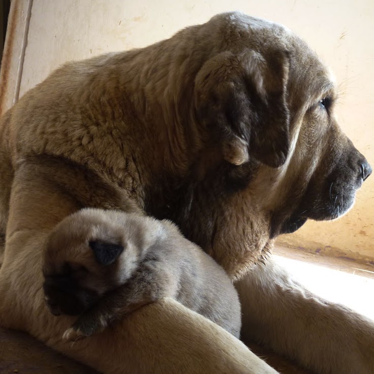 Allan Padget: Los Mastines (Razas de Perros)