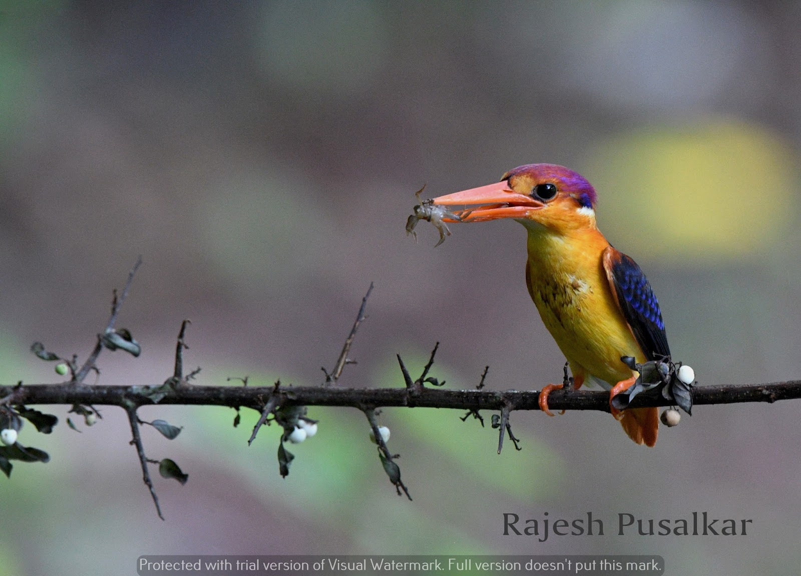 Rajesh's Writings : Oriental Dwarf Kingfisher Tour