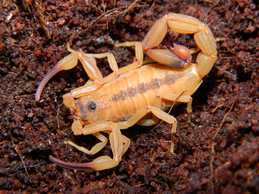 verde e vida: Um artrópode predador: o escorpião