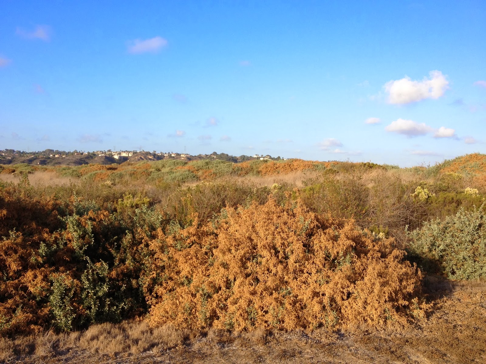 Caleb's Geography Blog: Dust Devil Nature Trail - San Diego, California