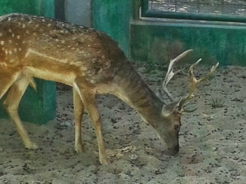 Mumbaikars In Muscat: A visit to Barka Zoo
