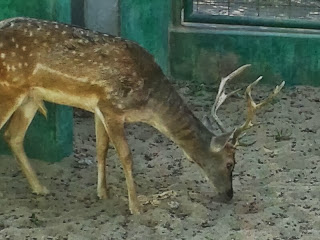 Mumbaikars In Muscat: A visit to Barka Zoo