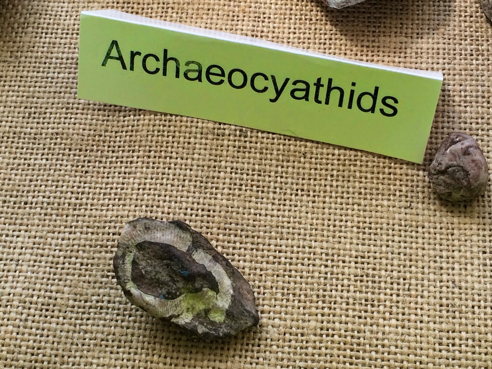 venturing4th: Archaeocyathids