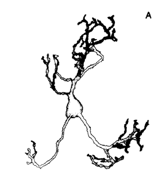The Cellular Scale: Neurons tuned like the strings of a harp