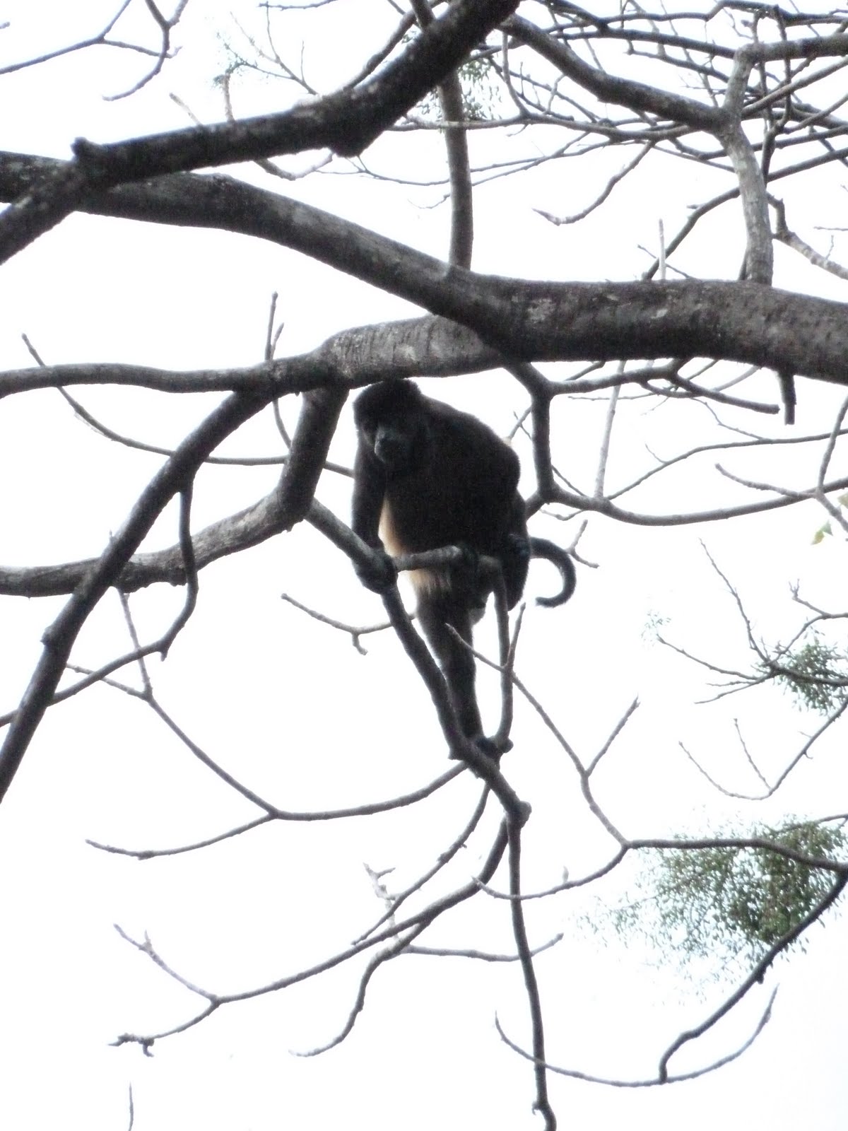 Rodolfo de Viaje: Playa Venao