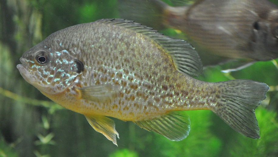 ZOOTOGRAFIANDO (6.100 ANIMALS): PERCA SOL / PUMPKINSEED (Lepomis gibbosus)