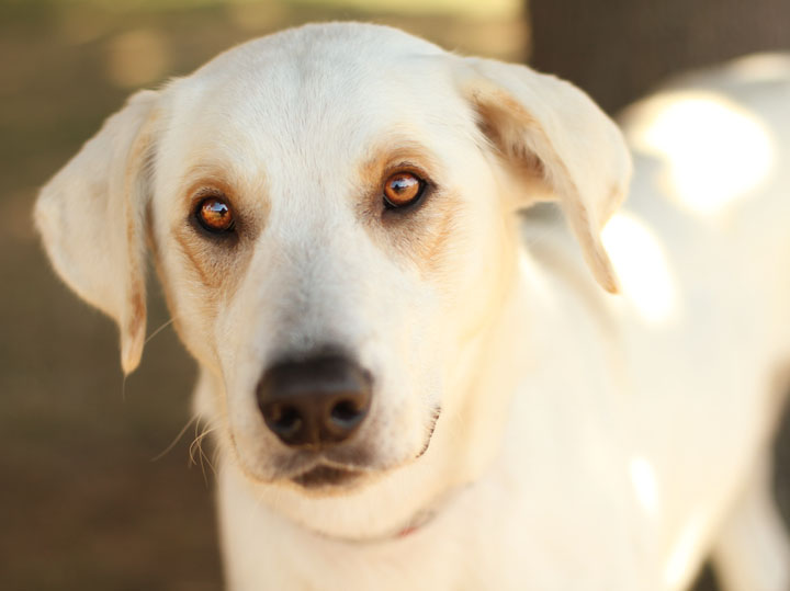 View topic - Cute dog Pics? - Chicken Smoothie