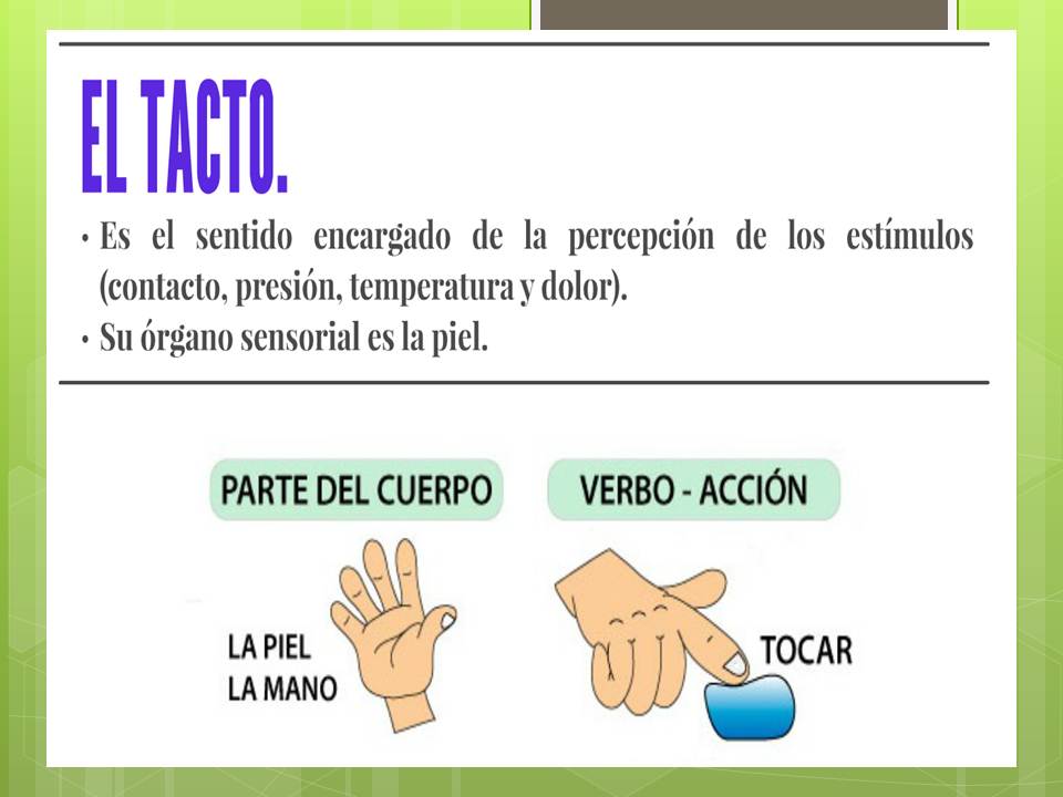 EL CUERPO HUMANO.: LOS CINCO SENTIDOS