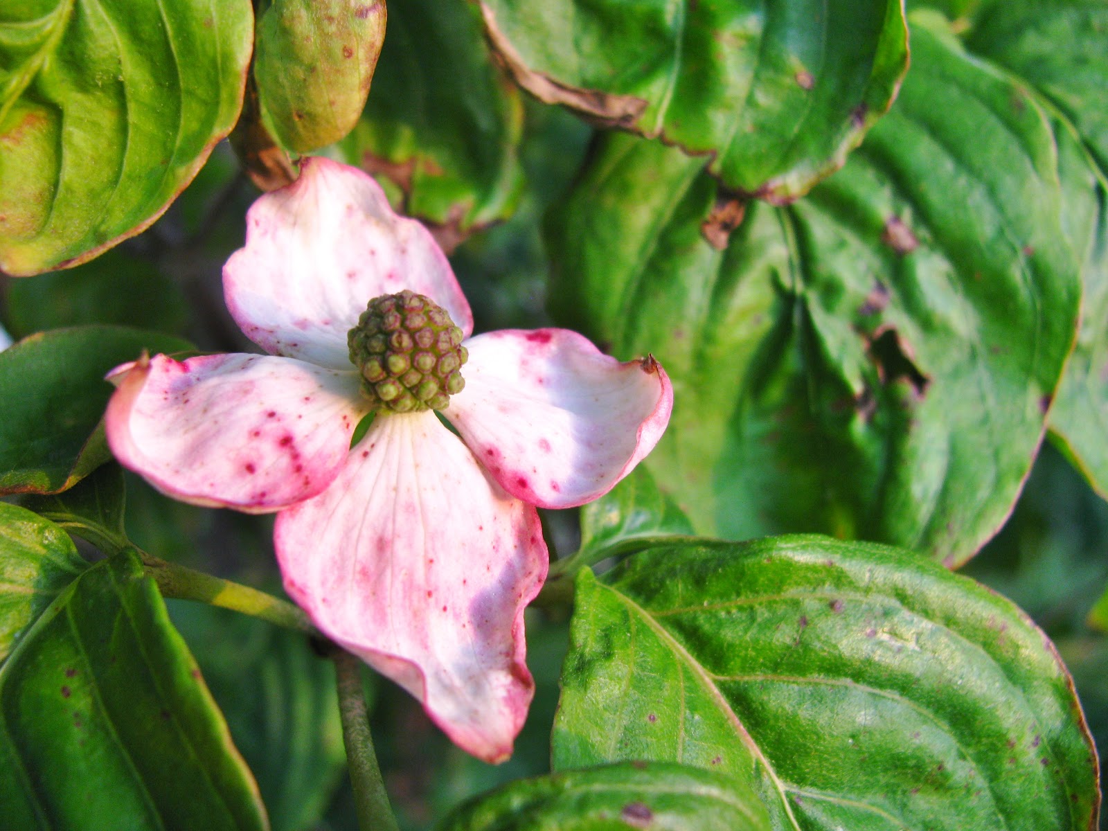 Life In Robin's Nest: The Garden Grows