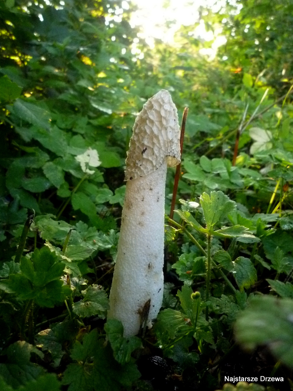 Oldest Trees Najstarsze Drzewa: Sromotnik bezwstydny (Phallus impudicus)