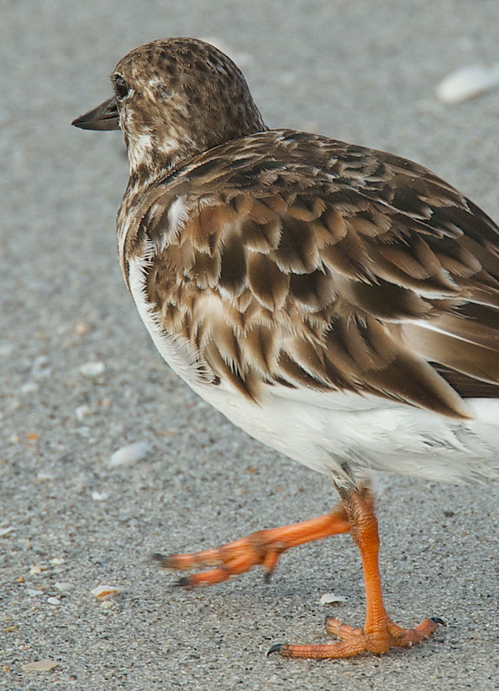 Red and the Peanut: Ruddy Turnstones