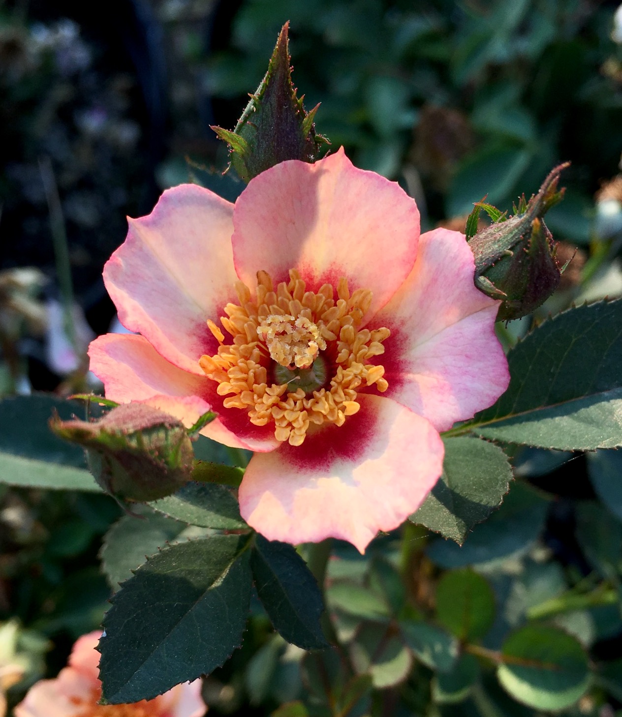Rose Hybridizing