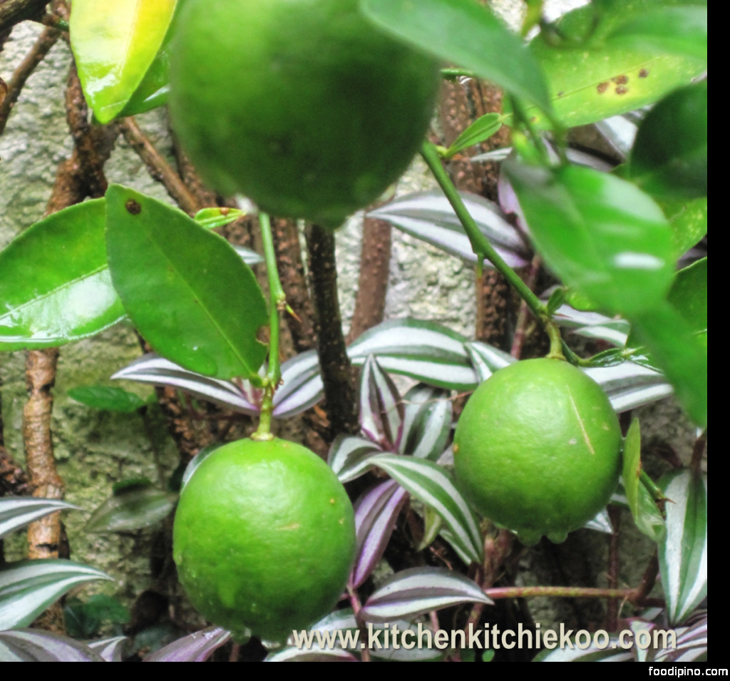 dayap - philippin news collections