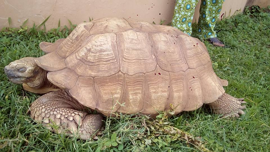 New Photos Of Alagba The Oldest Tortoise In The World Living At Soun Of ...