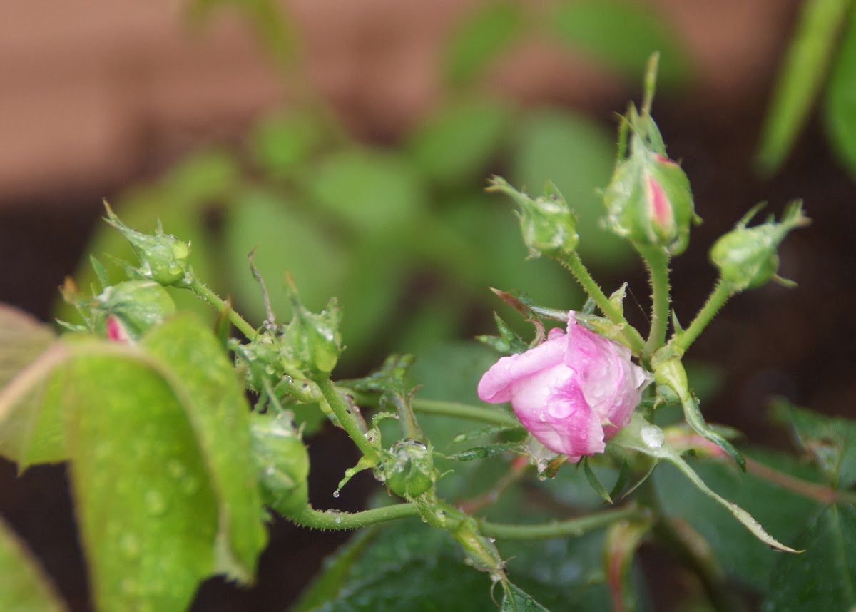 Organic Garden Dreams: February Roses