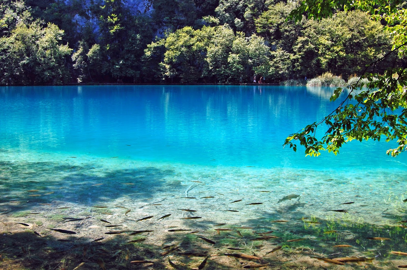 Paisajes Naturales y Animales de Nuestro Planeta IV