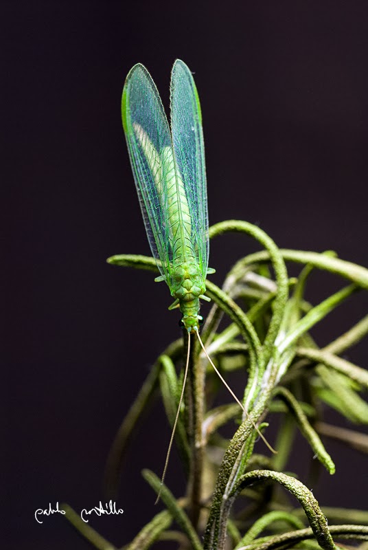 Observando la naturaleza: Neurópteros: Chrysopas