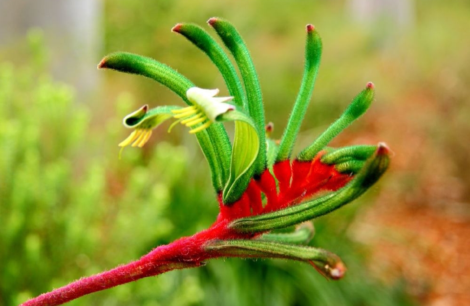 The Aussie Van's: Kings Park outing - Father's Day