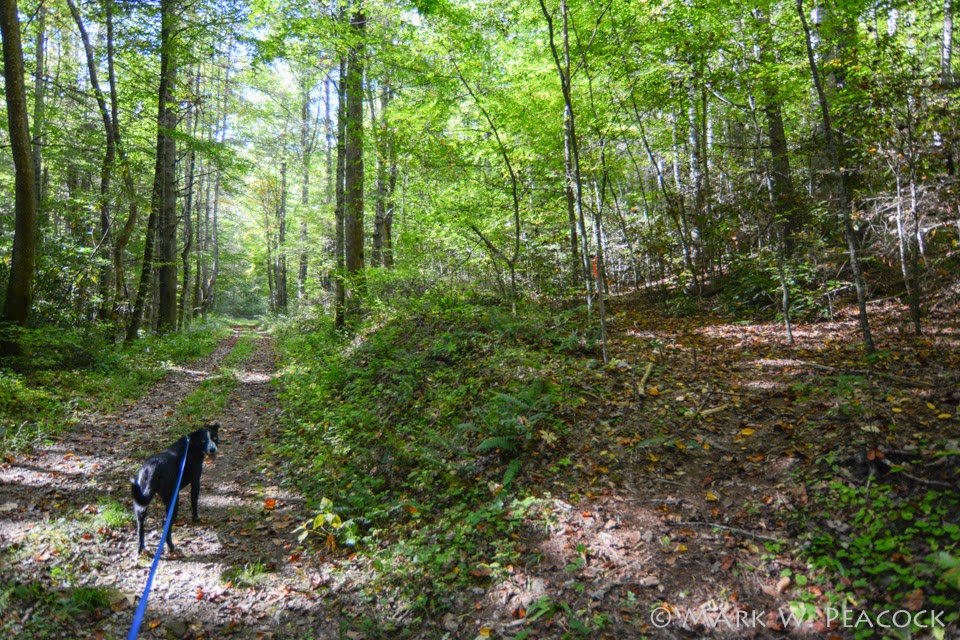 Appalachian Treks: White House Cliffs Trail