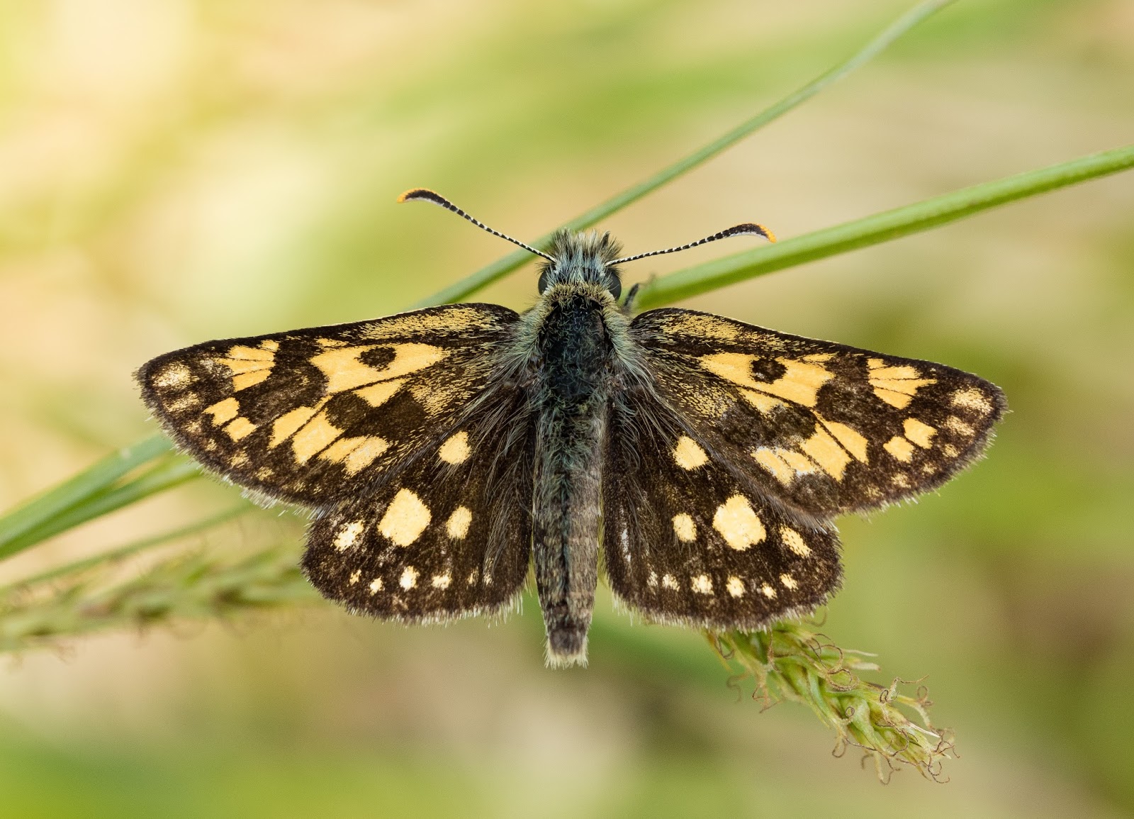 Pixie Birding: Checkmate - Chequered Skippers at Glasdrum Wood, Fort ...
