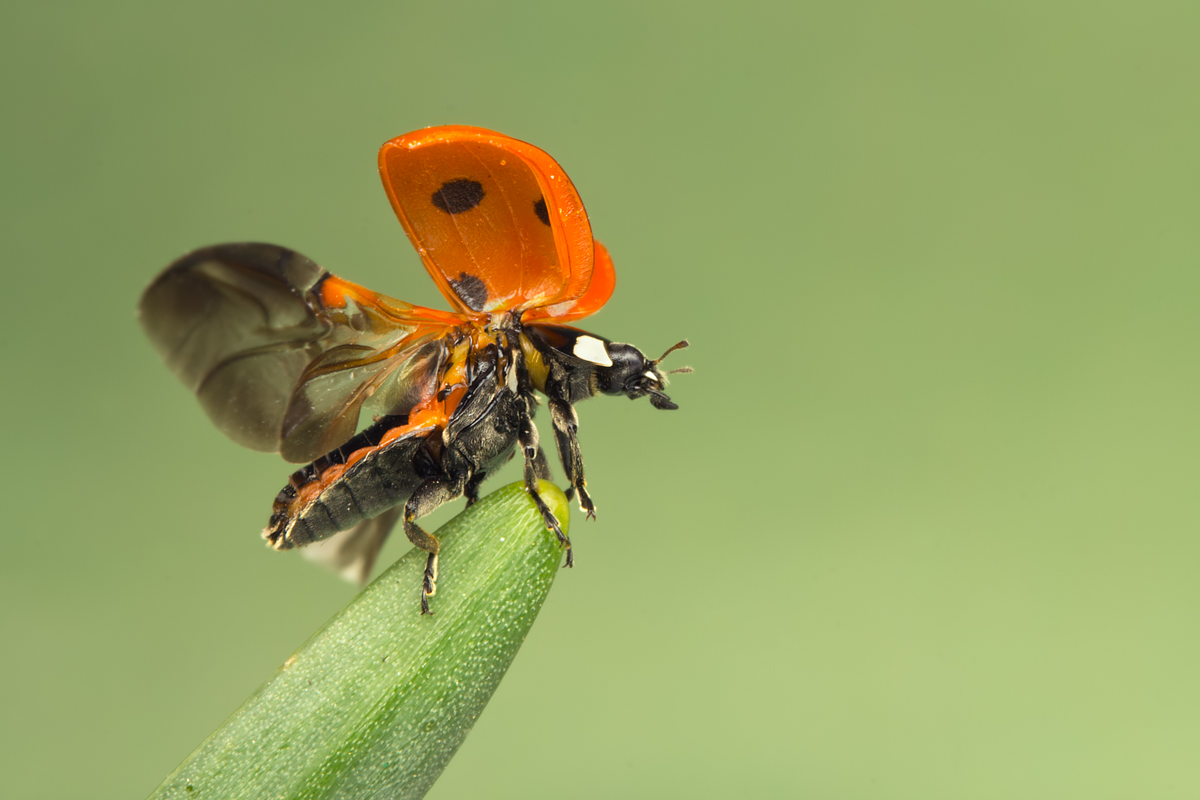 Matt Cole Macro Photography: Ladybird Take-Off