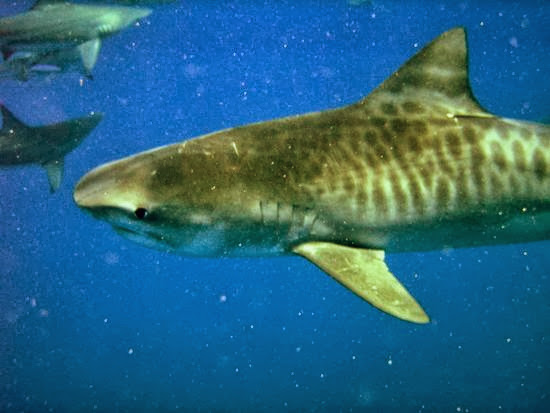Andy foto natura: Tiburon tigre